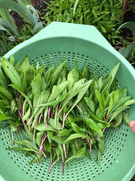 马兰头长什么样_马兰头图片大全哪里找-第2张图片-山城妙识