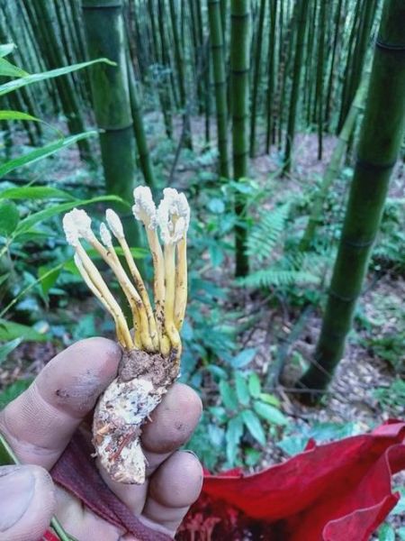 野生金蝉花图片长什么样_野生金蝉花多少钱一斤-第3张图片-山城妙识