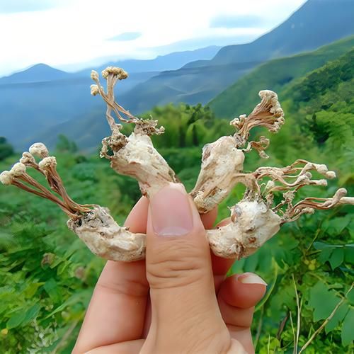 野生金蝉花图片长什么样_野生金蝉花多少钱一斤-第1张图片-山城妙识