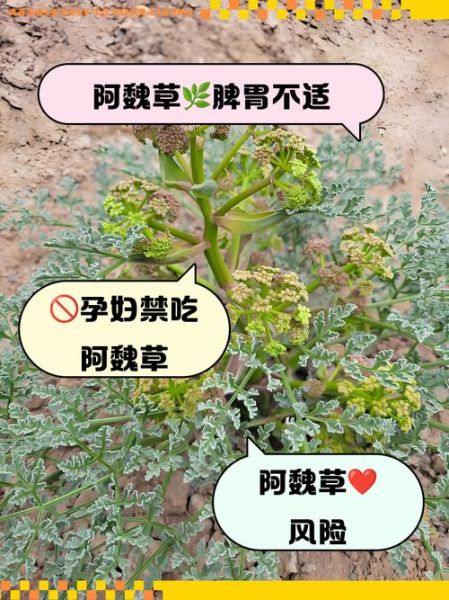 阿魏草怎么吃_阿魏草的正确吃法-第1张图片-山城妙识 阿魏草怎么吃_阿魏草的正确吃法-第1张图片-山城妙识