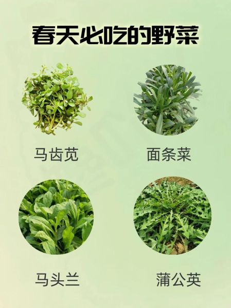 野菜图片大全及名字_图库怎么吃-第3张图片-山城妙识 野菜图片大全及名字_图库怎么吃-第3张图片-山城妙识