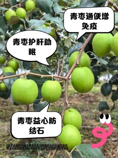 青红枣的功效与作用_青红枣怎么吃最好-第3张图片-山城妙识 青红枣的功效与作用_青红枣怎么吃最好-第3张图片-山城妙识