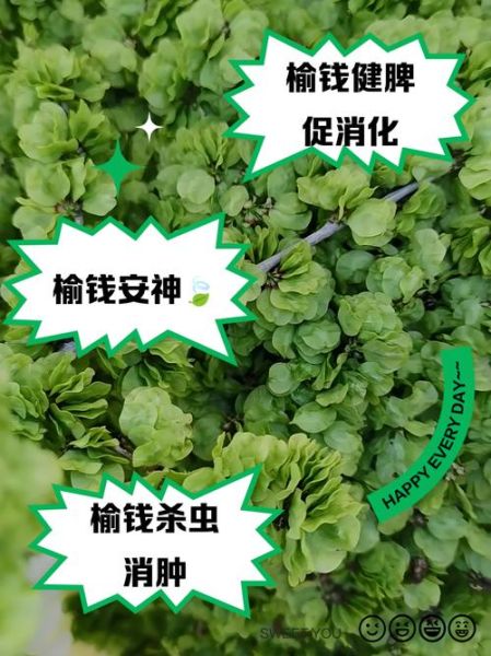 榆钱的功效与作用_榆钱的禁忌有哪些-第2张图片-山城妙识 榆钱的功效与作用_榆钱的禁忌有哪些-第2张图片-山城妙识