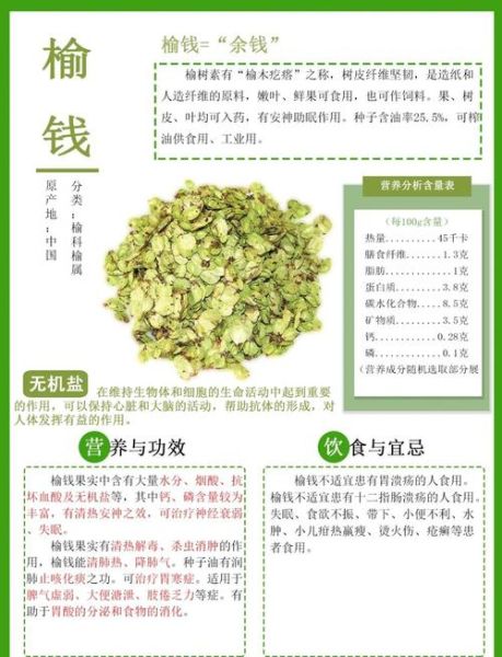 榆钱的功效与作用_榆钱的禁忌有哪些-第1张图片-山城妙识 榆钱的功效与作用_榆钱的禁忌有哪些-第1张图片-山城妙识