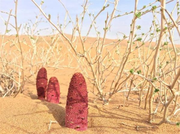 锁阳图片大全高清图片_锁阳长什么样-第1张图片-山城妙识 锁阳图片大全高清图片_锁阳长什么样-第1张图片-山城妙识