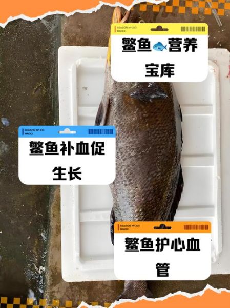 鮸鱼的功效与作用_鮸鱼适合什么人吃-第1张图片-山城妙识 鮸鱼的功效与作用_鮸鱼适合什么人吃-第1张图片-山城妙识