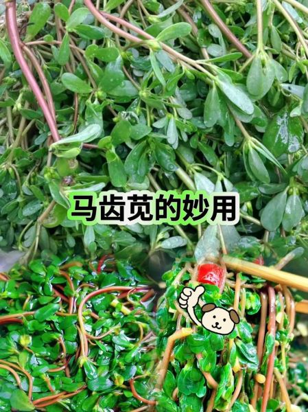 马齿苋能治什么病_马齿苋怎么吃效果最好-第3张图片-山城妙识 马齿苋能治什么病_马齿苋怎么吃效果最好-第3张图片-山城妙识