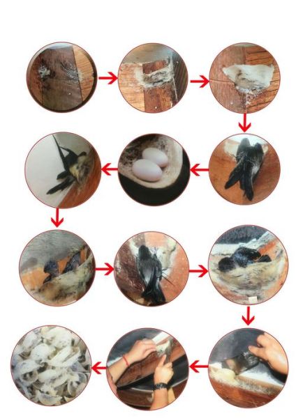 燕窝是什么东西做的_燕窝是怎么形成的-第1张图片-山城妙识 燕窝是什么东西做的_燕窝是怎么形成的-第1张图片-山城妙识