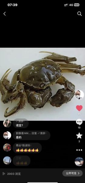 六月黄大闸蟹产地在哪里_六月黄和阳澄湖区别-第2张图片-山城妙识 六月黄大闸蟹产地在哪里_六月黄和阳澄湖区别-第2张图片-山城妙识