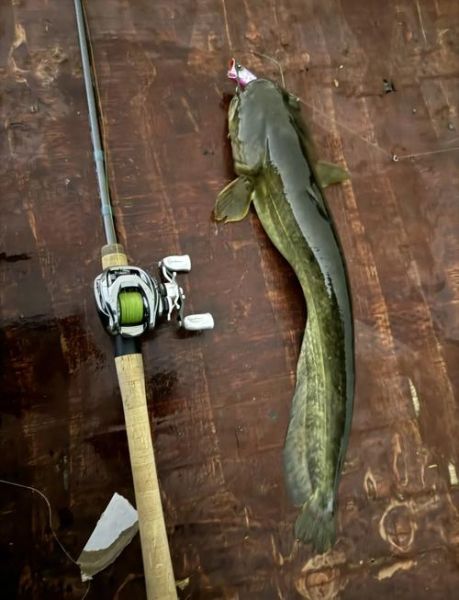 钓大鲶鱼绝杀方法_夜钓大鲶鱼用什么饵-第1张图片-山城妙识