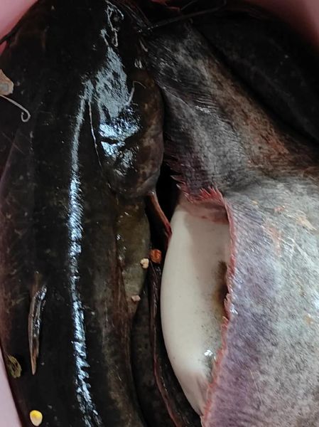 钓大鲶鱼绝杀方法_夜钓大鲶鱼用什么饵-第3张图片-山城妙识