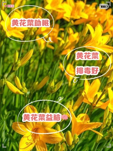 黄花菜的功效与作用_黄花菜怎么吃-第3张图片-山城妙识 黄花菜的功效与作用_黄花菜怎么吃-第3张图片-山城妙识