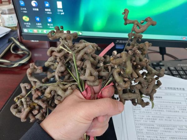 鸡爪梨泡酒的方法步骤_鸡爪梨泡酒比例是多少-第1张图片-山城妙识