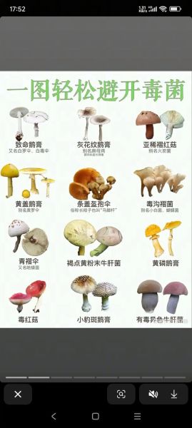 菌类图片怎么辨别有毒_常见食用菌识别方法-第1张图片-山城妙识