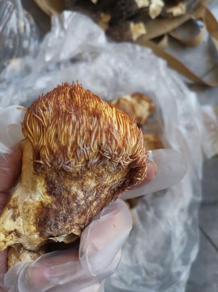 野生猴头菇长什么样_如何辨别真假野生猴头菇-第1张图片-山城妙识