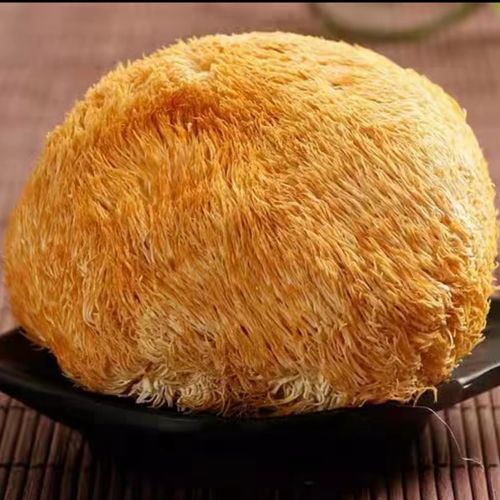 野生猴头菇长什么样_如何辨别真假野生猴头菇-第3张图片-山城妙识