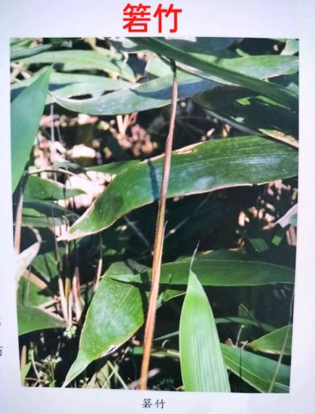 箬竹叶怎么挑选_箬竹叶有哪些功效-第1张图片-山城妙识