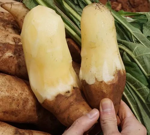 雪莲果吃死人是真的吗_雪莲果中毒症状-第1张图片-山城妙识