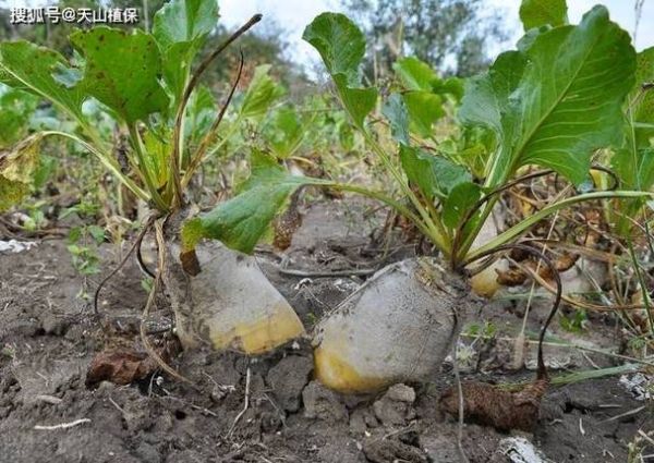 雪莲果吃死人是真的吗_雪莲果中毒症状-第2张图片-山城妙识