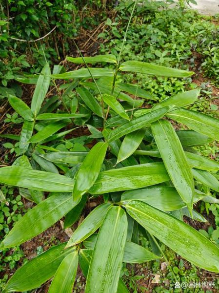 箬竹叶怎么挑选_箬竹叶有哪些功效-第2张图片-山城妙识
