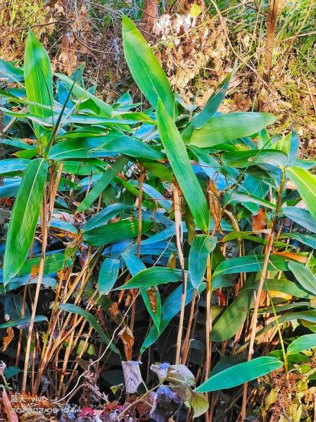 箬竹叶怎么挑选_箬竹叶有哪些功效-第3张图片-山城妙识