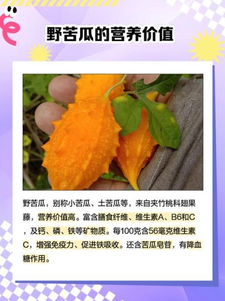 野苦瓜的功效与作用_野苦瓜怎么吃效果最好-第1张图片-山城妙识
