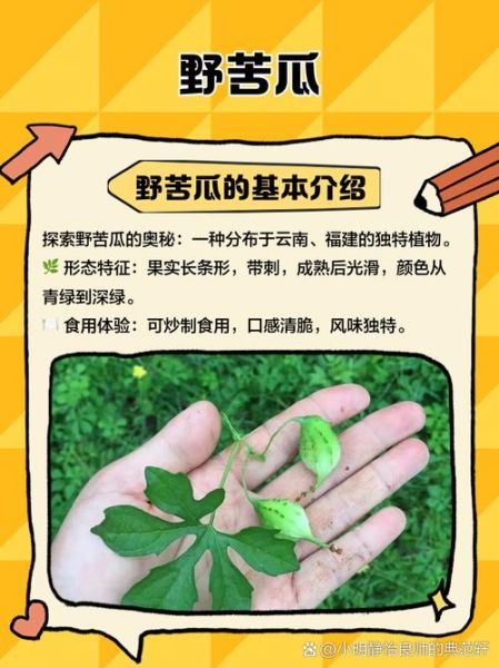 野苦瓜的功效与作用_野苦瓜怎么吃效果最好-第3张图片-山城妙识