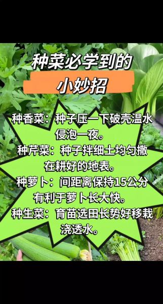 菜头怎么种_菜头种植时间和方法-第1张图片-山城妙识