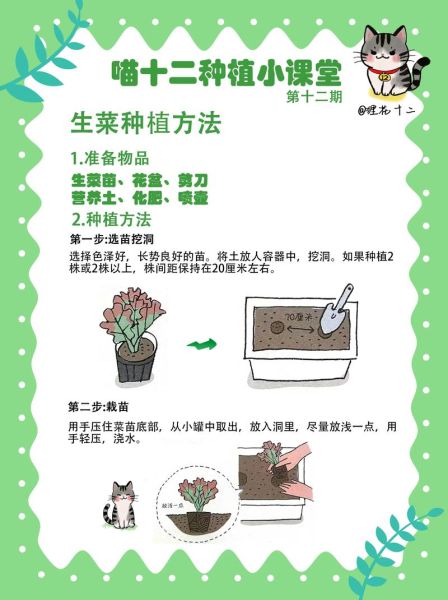 菜头怎么种_菜头种植时间和方法-第3张图片-山城妙识