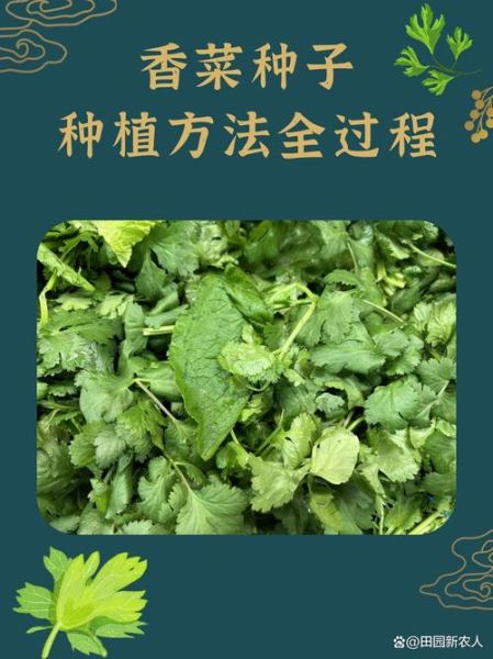 香菜怎么种_香菜种子需要泡水吗-第1张图片-山城妙识