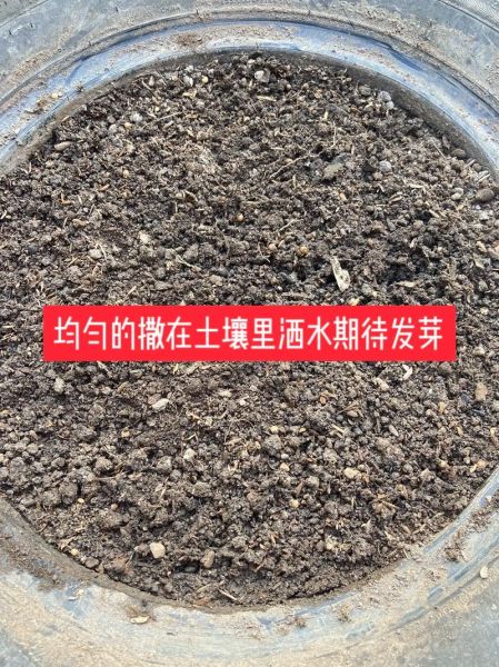 香菜怎么种_香菜种子需要泡水吗-第2张图片-山城妙识