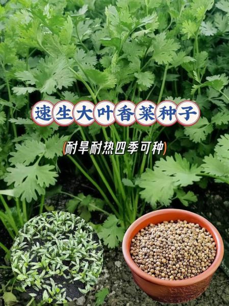 香菜怎么种_香菜种子需要泡水吗-第3张图片-山城妙识