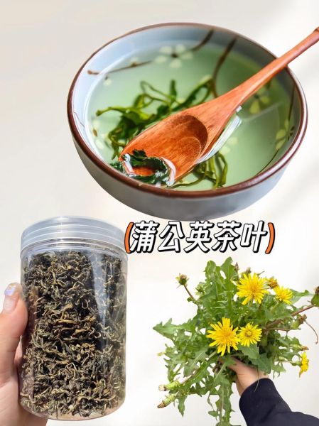 蒲公英茶有什么功效_蒲公英茶怎么喝才正确-第3张图片-山城妙识