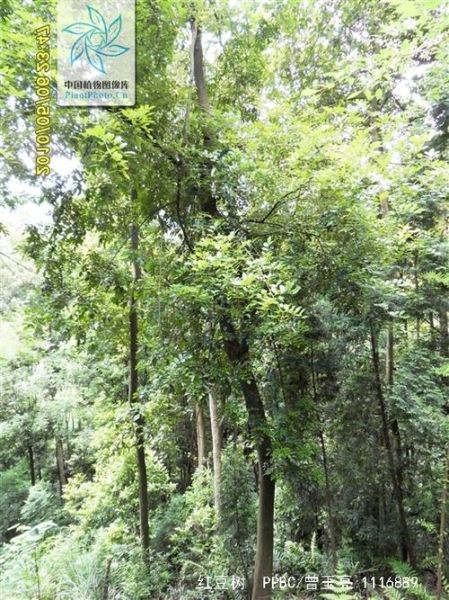 红豆沙树能治什么病_红豆沙树药用功效-第3张图片-山城妙识 红豆沙树能治什么病_红豆沙树药用功效-第3张图片-山城妙识