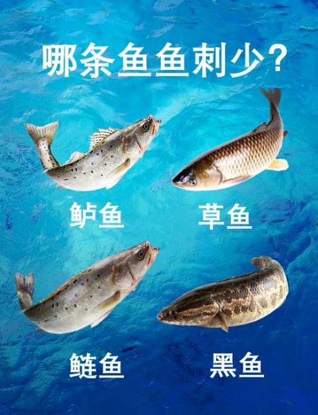 黑鱼刺多吗_黑鱼小刺多不多-第1张图片-山城妙识 黑鱼刺多吗_黑鱼小刺多不多-第1张图片-山城妙识