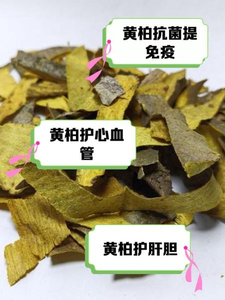 黄柏的功效与作用_黄柏怎么泡水喝-第2张图片-山城妙识 黄柏的功效与作用_黄柏怎么泡水喝-第2张图片-山城妙识