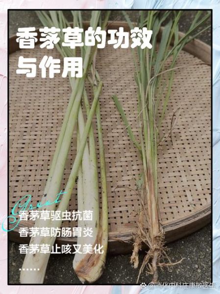 香茅草精油的功效与作用_香茅草精油怎么使用-第1张图片-山城妙识