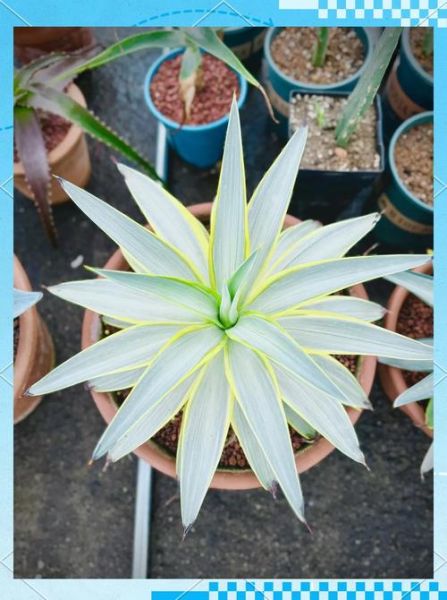 龙舌兰日出暗语是什么_龙舌兰日出暗语怎么破解-第1张图片-山城妙识 龙舌兰日出暗语是什么_龙舌兰日出暗语怎么破解-第1张图片-山城妙识