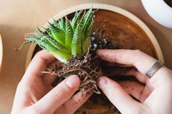 龙舌兰日出暗语是什么_龙舌兰日出暗语怎么破解-第3张图片-山城妙识 龙舌兰日出暗语是什么_龙舌兰日出暗语怎么破解-第3张图片-山城妙识