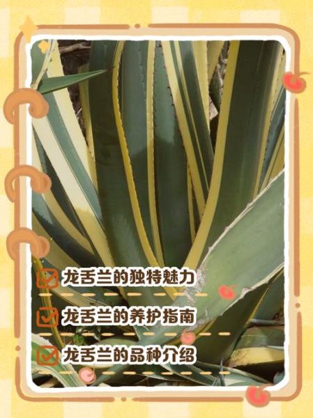 龙舌兰日出暗语是什么_龙舌兰日出暗语怎么破解-第2张图片-山城妙识 龙舌兰日出暗语是什么_龙舌兰日出暗语怎么破解-第2张图片-山城妙识