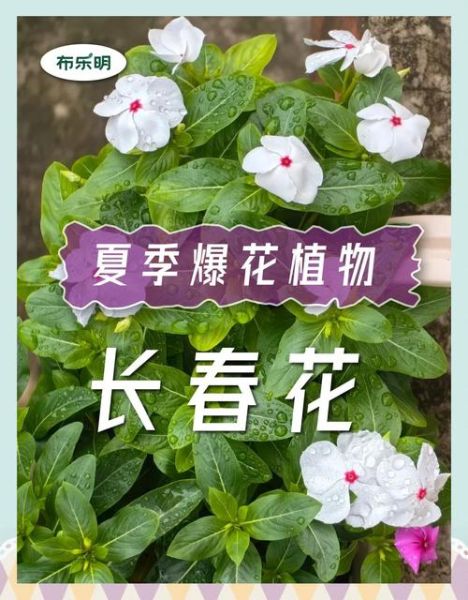 长春花花语是什么_长春花适合送什么人-第1张图片-山城妙识