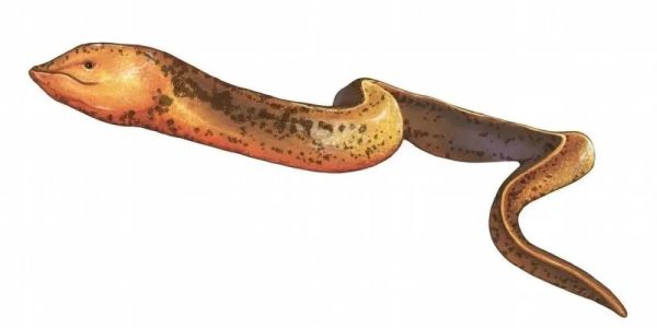 黄鳝性别转换_黄鳝为什么变性-第1张图片-山城妙识