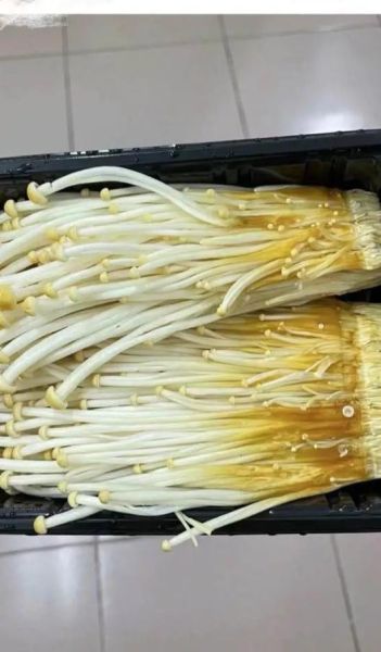 银针菇和金针菇哪个好_银针菇和金针菇的区别-第1张图片-山城妙识 银针菇和金针菇哪个好_银针菇和金针菇的区别-第1张图片-山城妙识