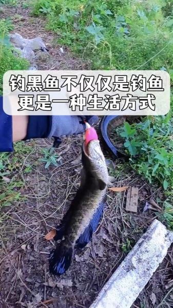 黑立鱼怎么钓_黑立鱼多少钱一斤-第1张图片-山城妙识 黑立鱼怎么钓_黑立鱼多少钱一斤-第1张图片-山城妙识