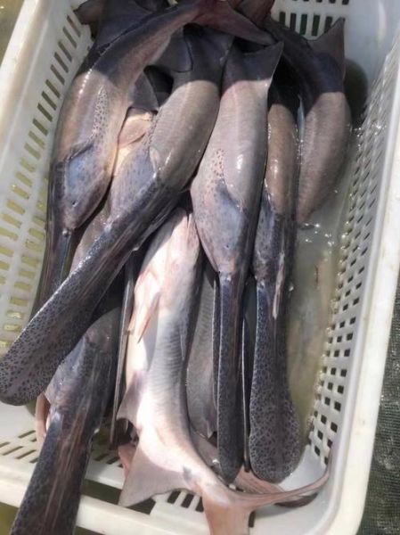 鲟鱼是什么鱼_鲟鱼有哪些品种-第1张图片-山城妙识 鲟鱼是什么鱼_鲟鱼有哪些品种-第1张图片-山城妙识