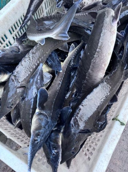 鲟鱼是什么鱼_鲟鱼有哪些品种-第3张图片-山城妙识 鲟鱼是什么鱼_鲟鱼有哪些品种-第3张图片-山城妙识