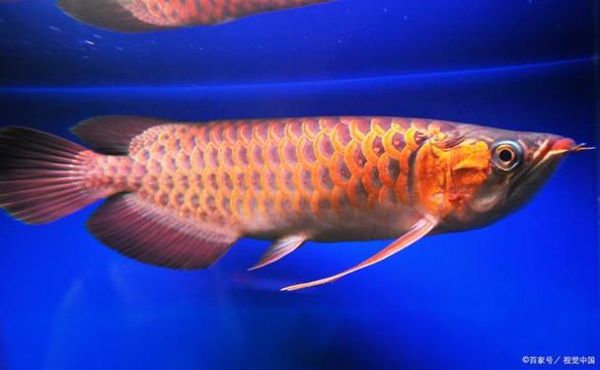 龙鱼不吃食怎么回事_龙鱼拒食原因-第2张图片-山城妙识