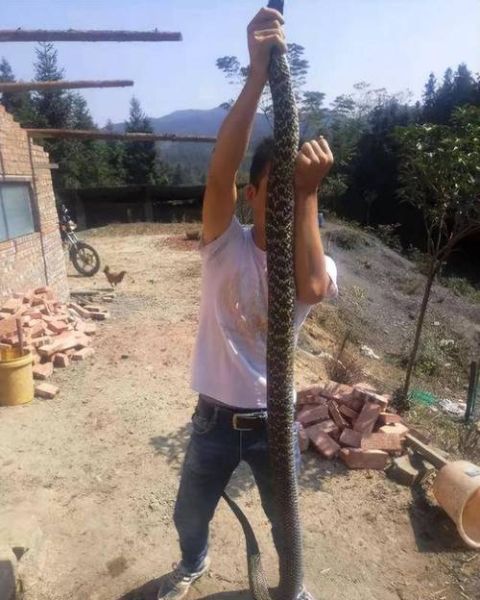 菜花蛇有毒吗_菜花蛇和菜花烙铁头区别-第1张图片-山城妙识