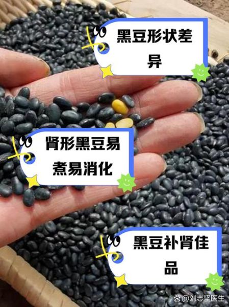黑豆补肾还是伤肾_中医黑豆对肾的影响-第1张图片-山城妙识