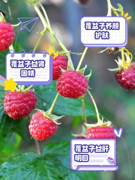 覆盆子怎么种_覆盆子种植时间和方法-第3张图片-山城妙识 覆盆子怎么种_覆盆子种植时间和方法-第3张图片-山城妙识